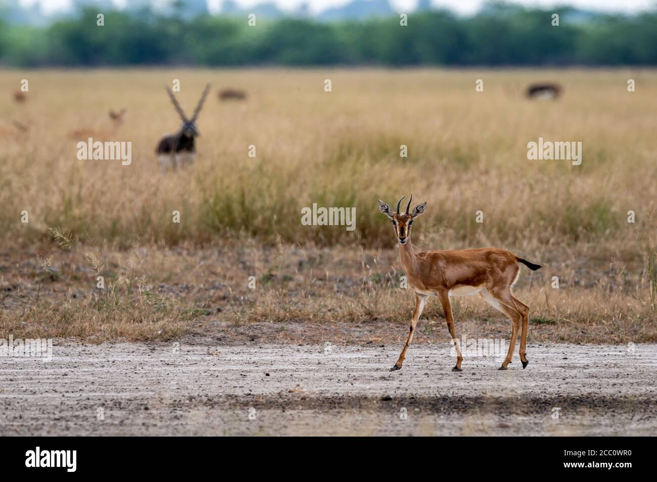 Chinkara or Indian gazelle an Antelope in grassland of tal chhapar ...