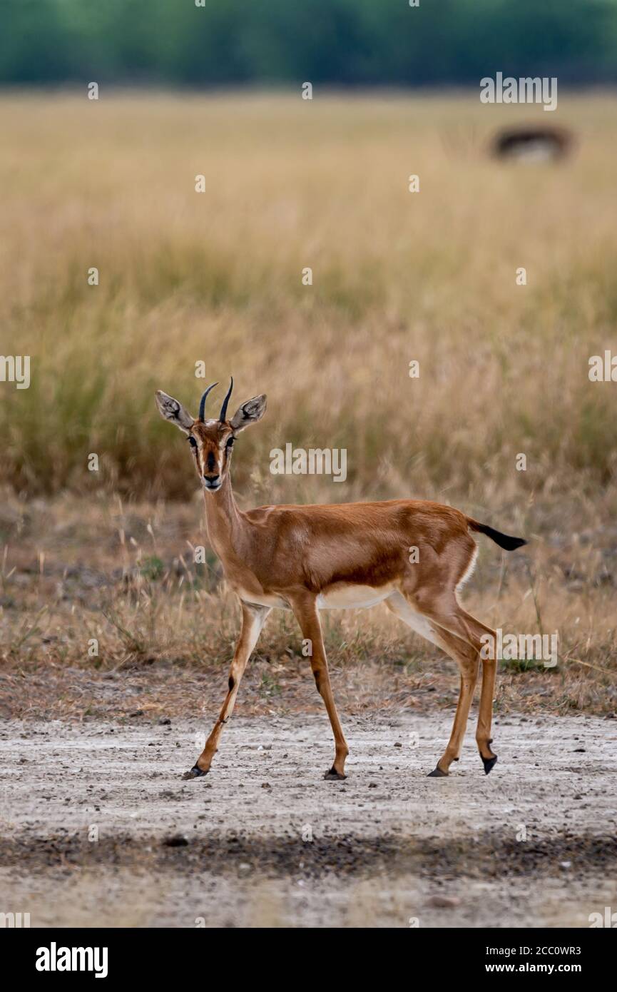 Chinkara or Indian gazelle an Antelope in grassland of tal chhapar ...
