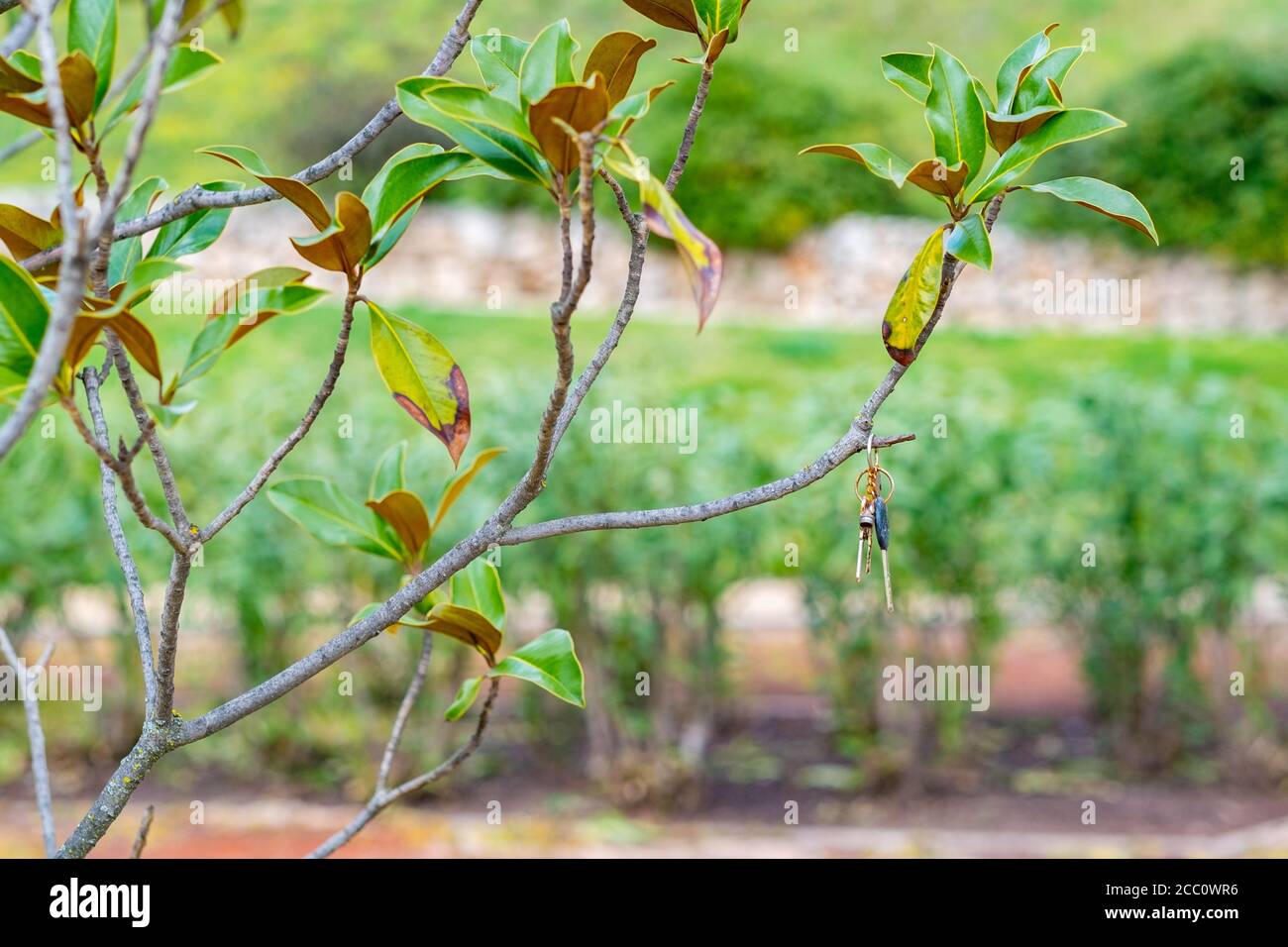 Selective shot of the keys hanging on the branches of a small tree ...