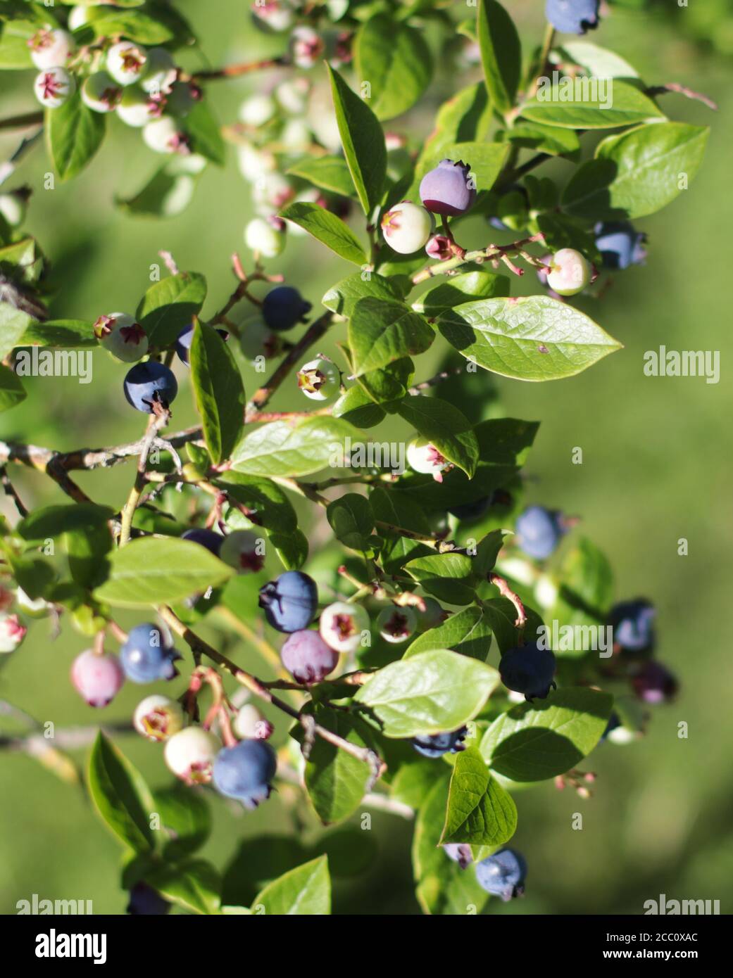 Closeup of a bush of the blueberry plant with ripe and unripe ...