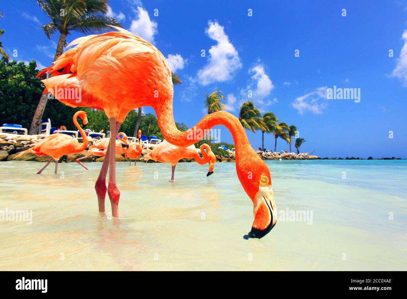 Dutch Antilles. Aruba. Renaissance Island. Flamingo beach Stock Photo ...