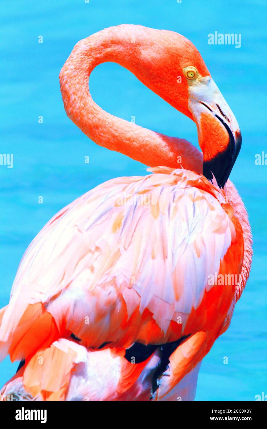 Dutch Antilles. Aruba. Renaissance Island. Flamingo beach Stock Photo ...