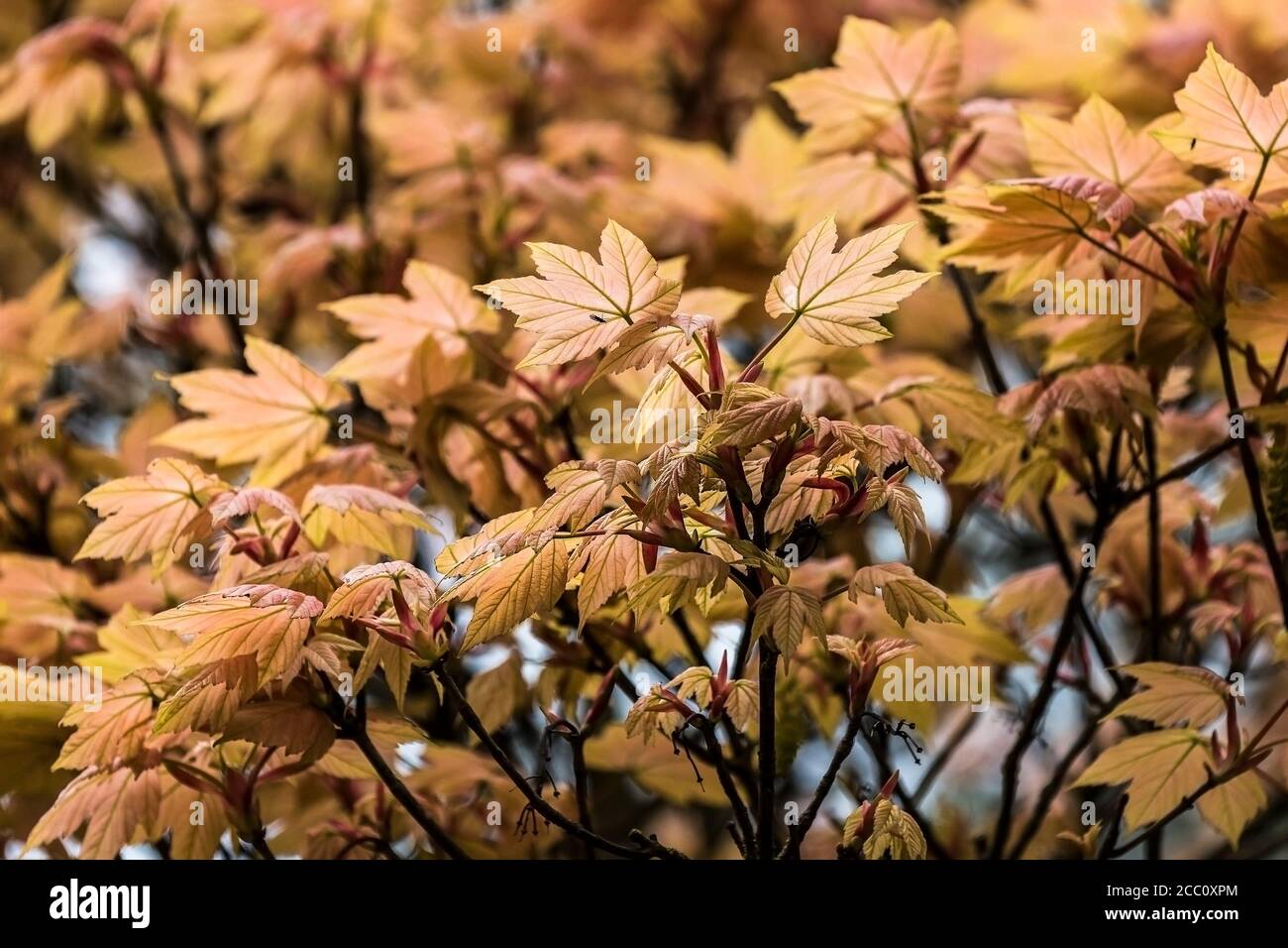 The intense golden colour of the leaves of a Maple tree Acer Stock ...