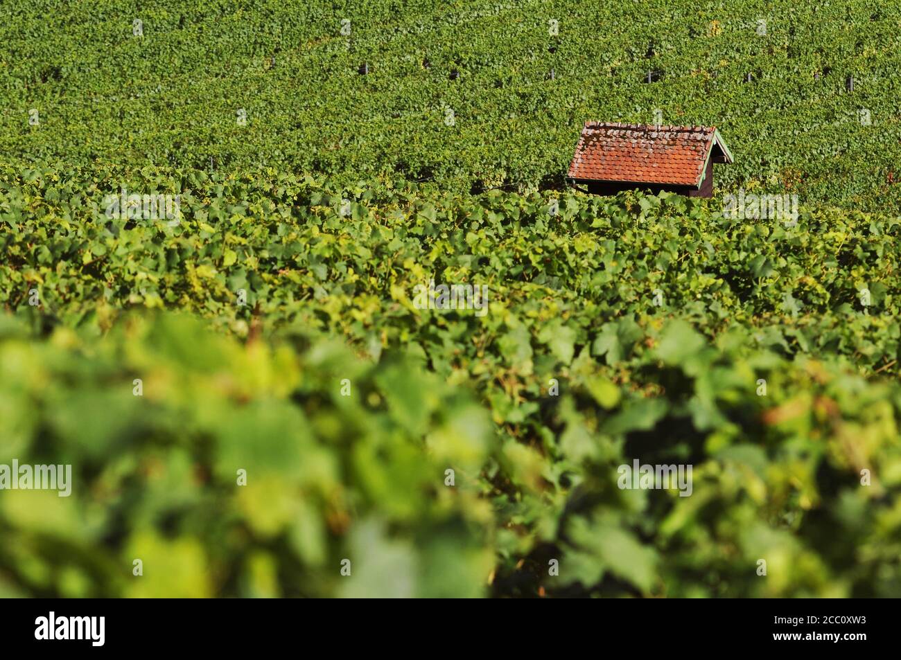 Switzerland, Vaud, region of Bonvillars on Neuchatel lake, shelter in ...