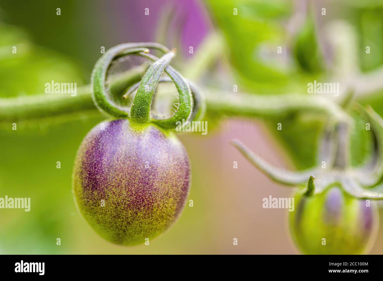 fresh tomato fruit in the season garden Stock Photo - Alamy