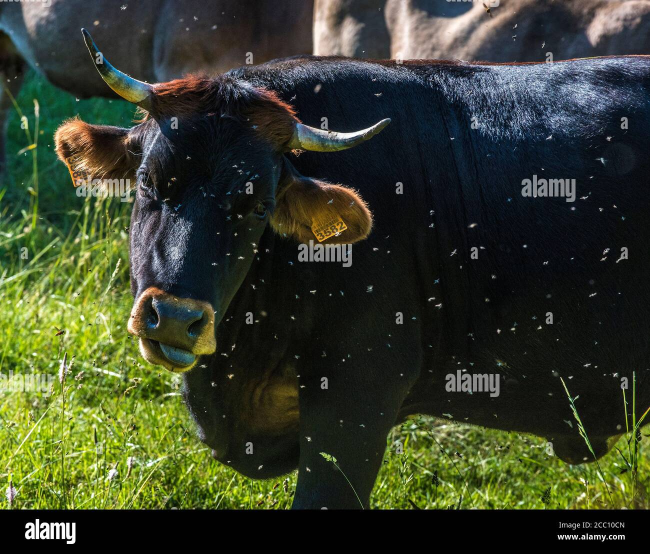Spain, Catalonia, Pyrenees, comarque of Garrotxa, Tortella, bull of a ...
