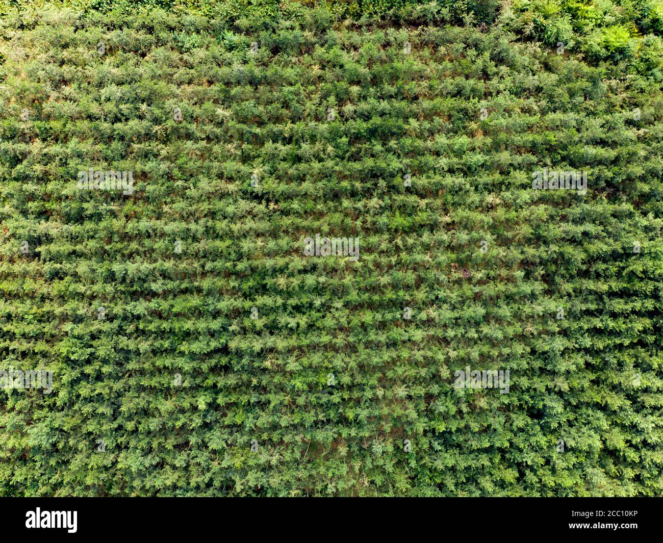Aerial view of a production forest with small trees planted in a row ...