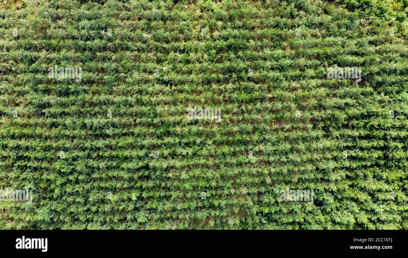 Aerial view of a production forest with small trees planted in a row ...