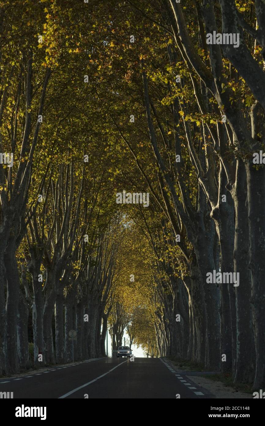 France, 81, N 126 lined with plane trees Stock Photo - Alamy