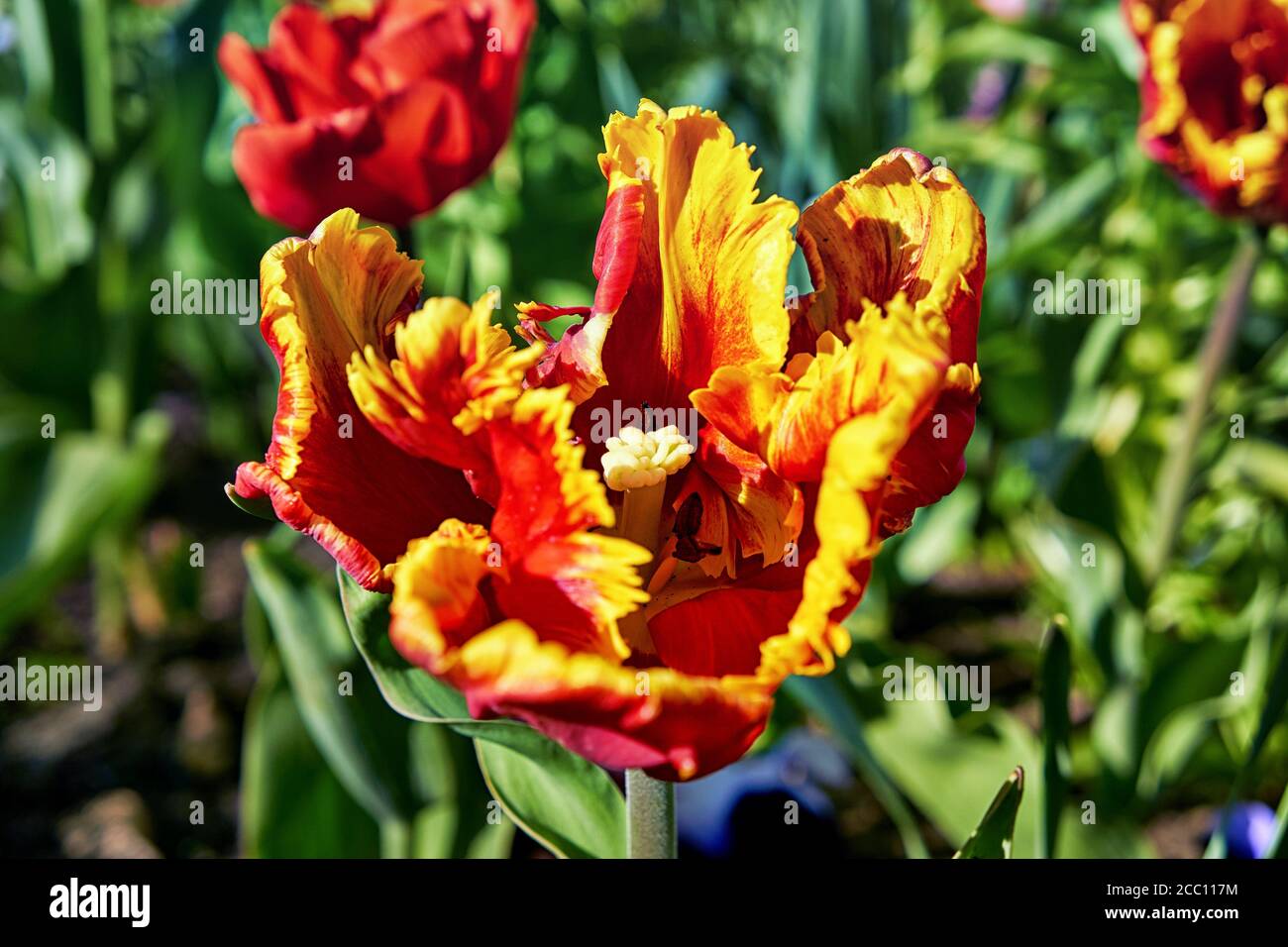 Ruffled red yellow tulip blossom with green blurred background Stock ...
