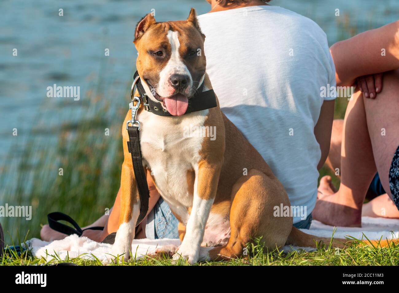 Couple with dog breed pit bull relaxing in a nature. Concept of ...