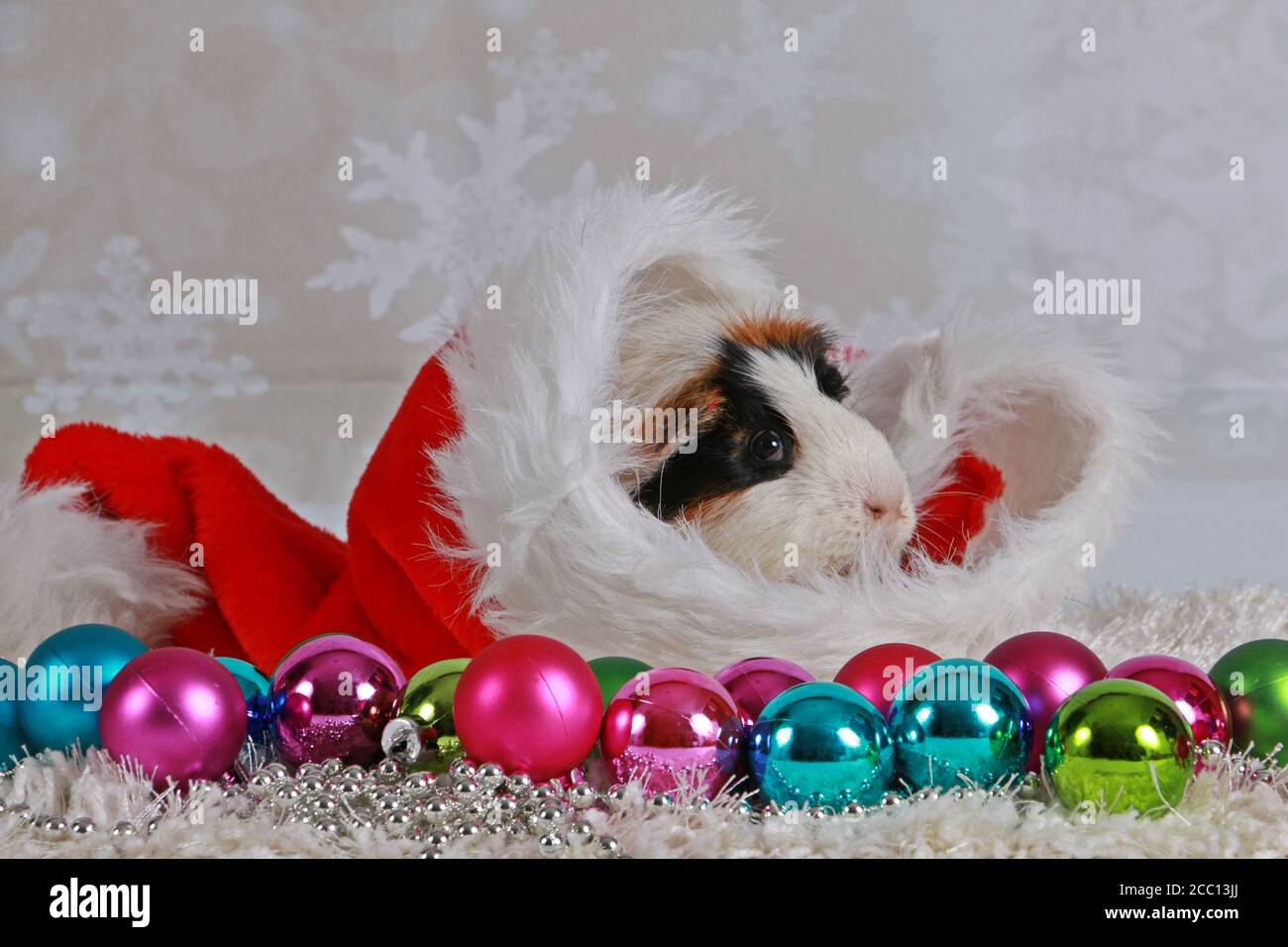Happy guinea pig at christmas hi-res stock photography and images - Alamy