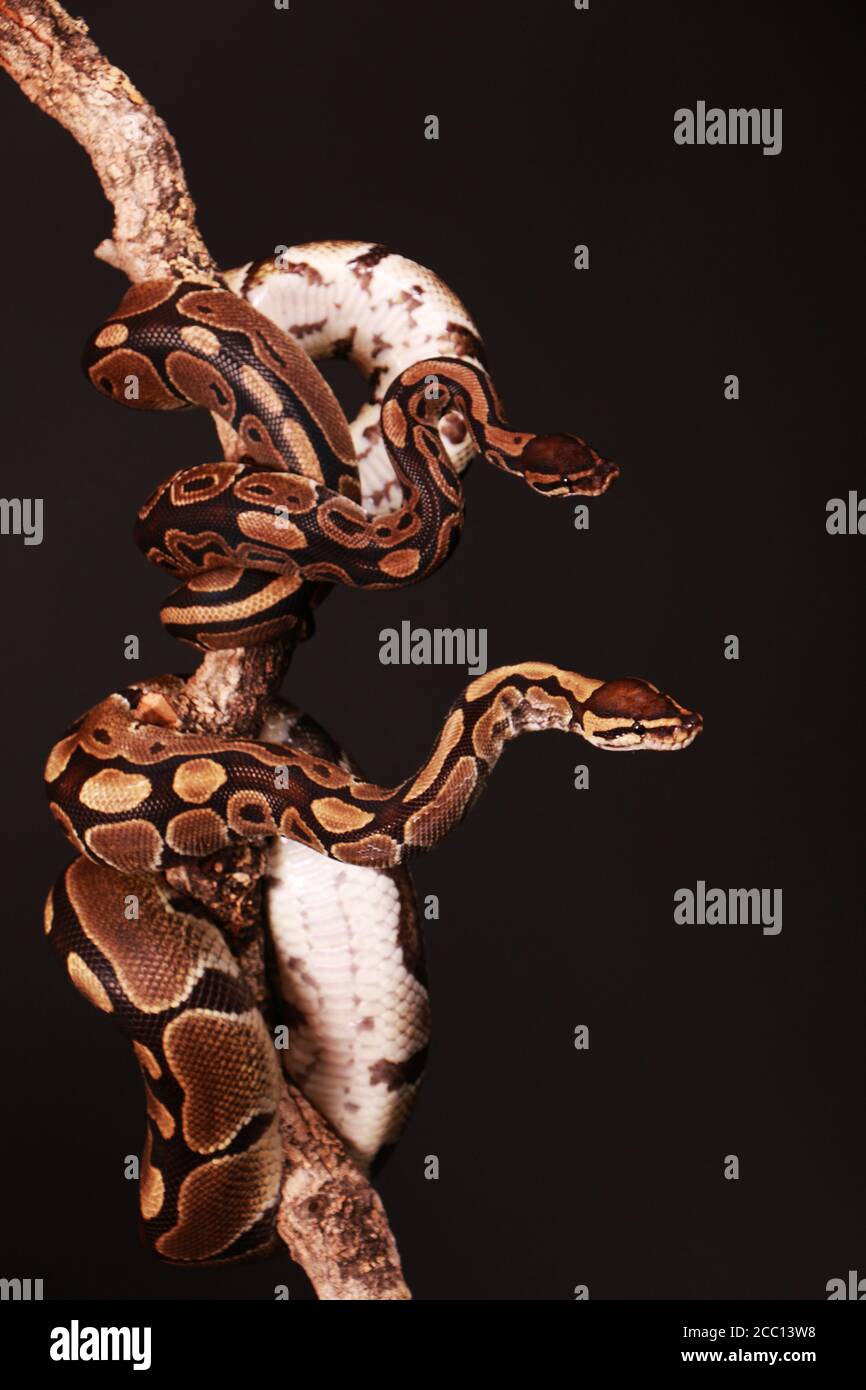 Vertical shot of two beautiful pythons entwined on a dark background ...
