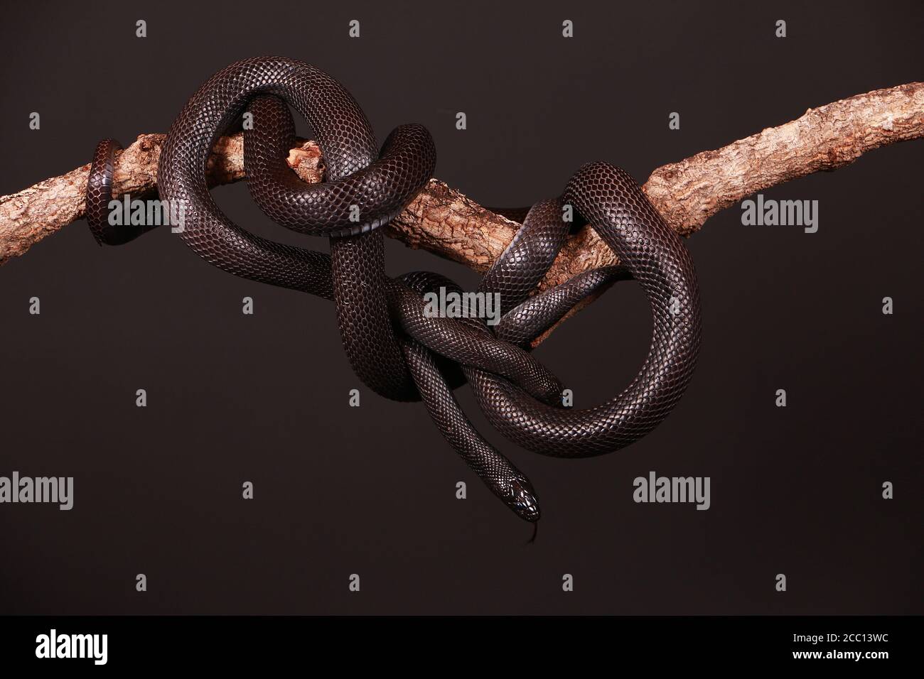 Entwined Snake High Resolution Stock Photography and Images - Alamy