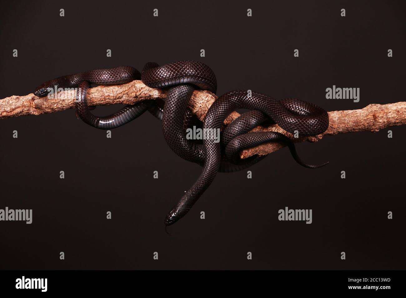 Black snakes hi-res stock photography and images - Alamy