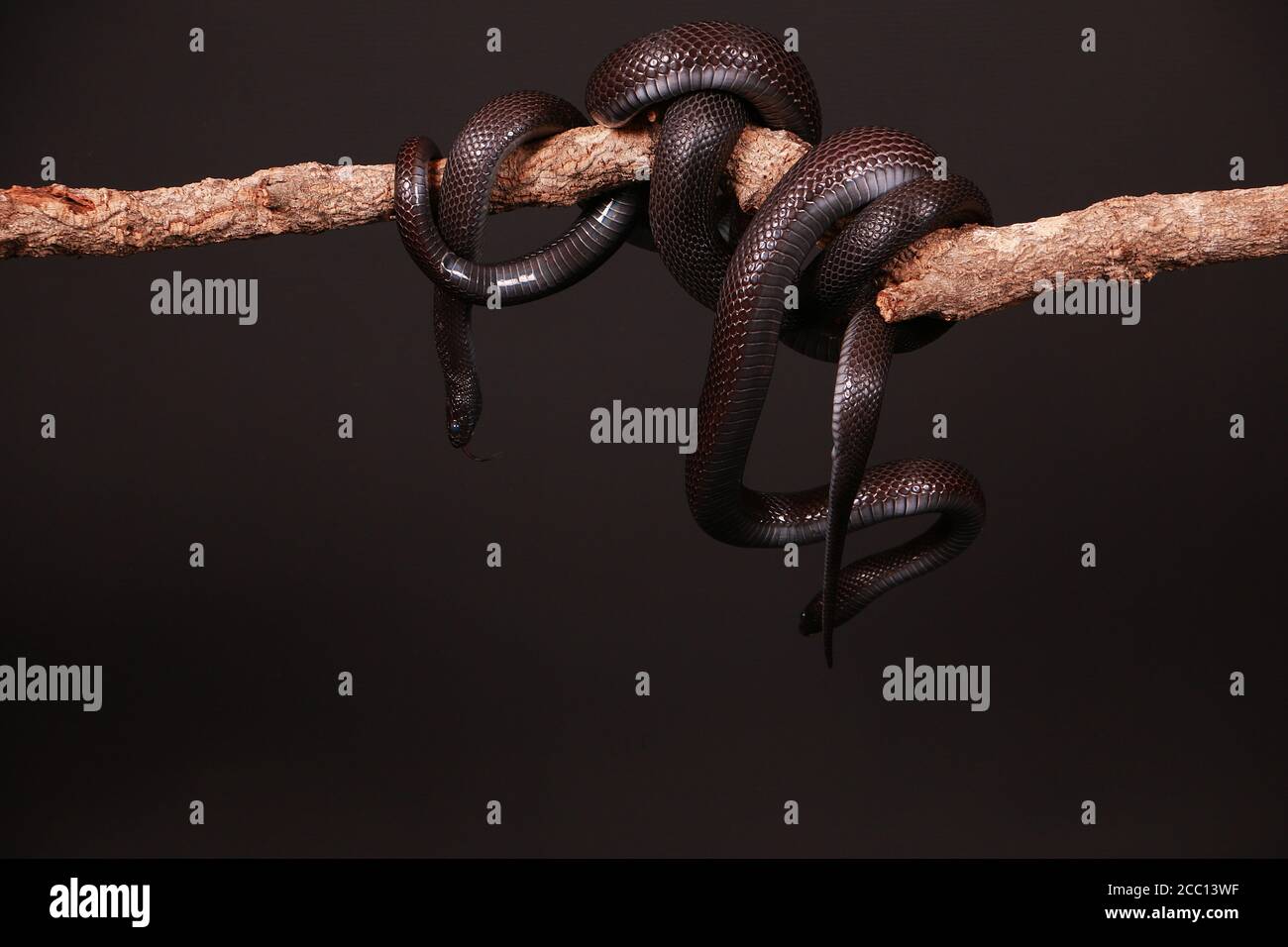 Entwined snake hi-res stock photography and images - Alamy
