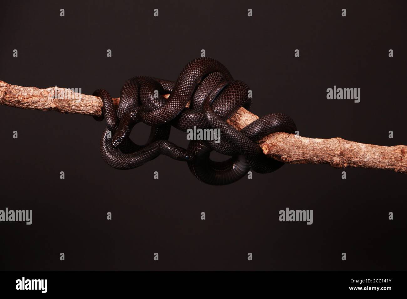 Entwined snake hi-res stock photography and images - Alamy