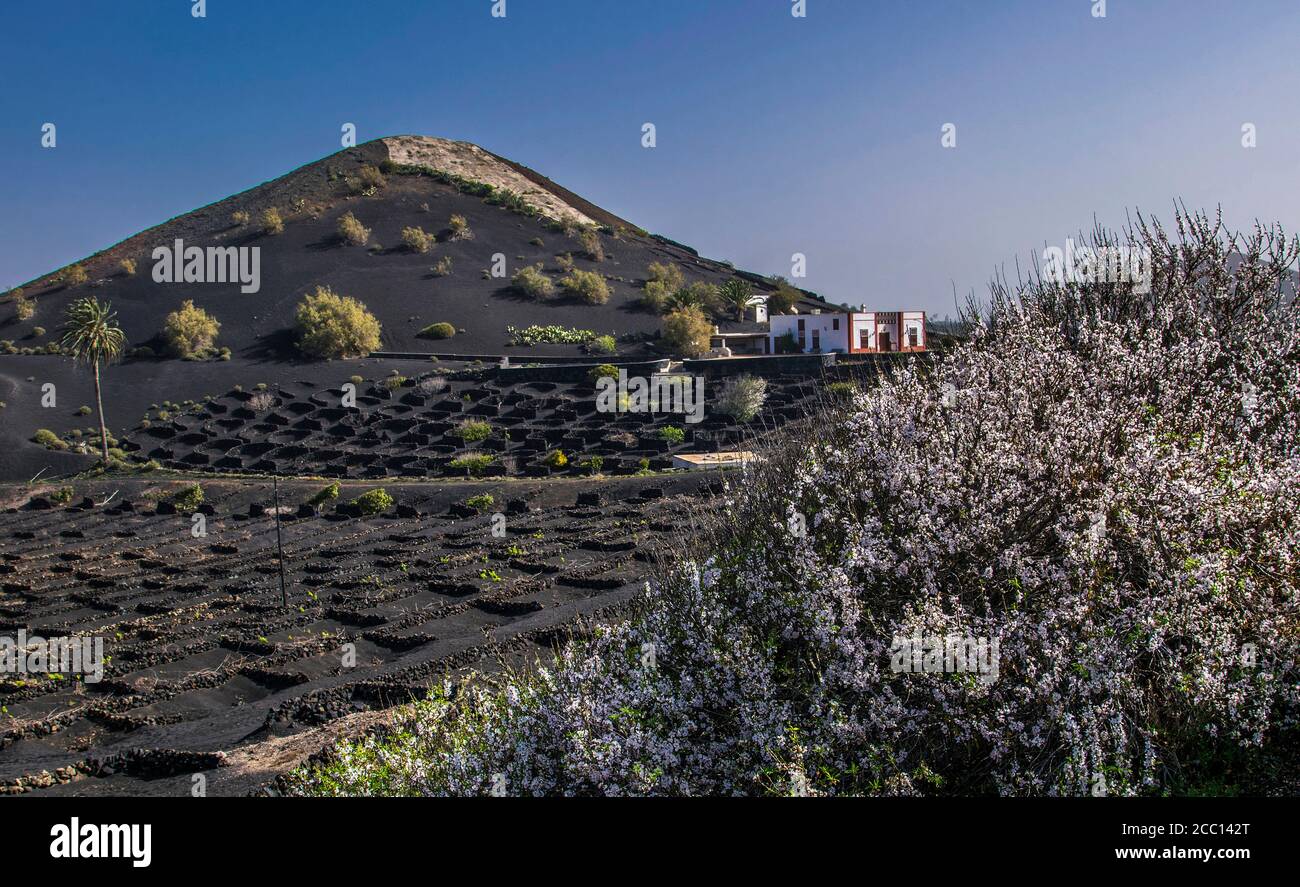 Viticulture sector hi-res stock photography and images - Alamy