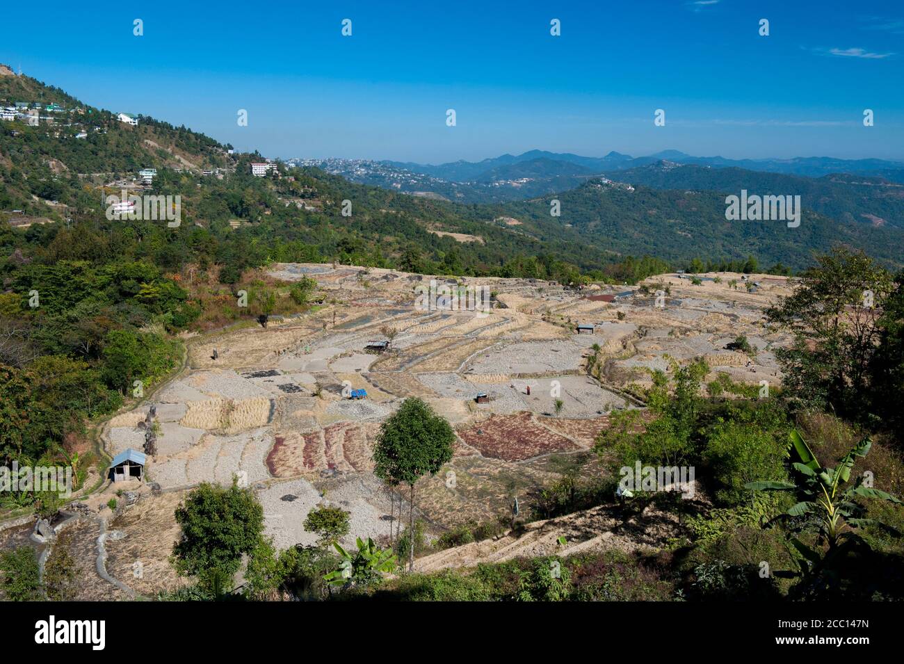 Viewpoint on paddyfields, Kigwema, Nagaland, India Stock Photo - Alamy