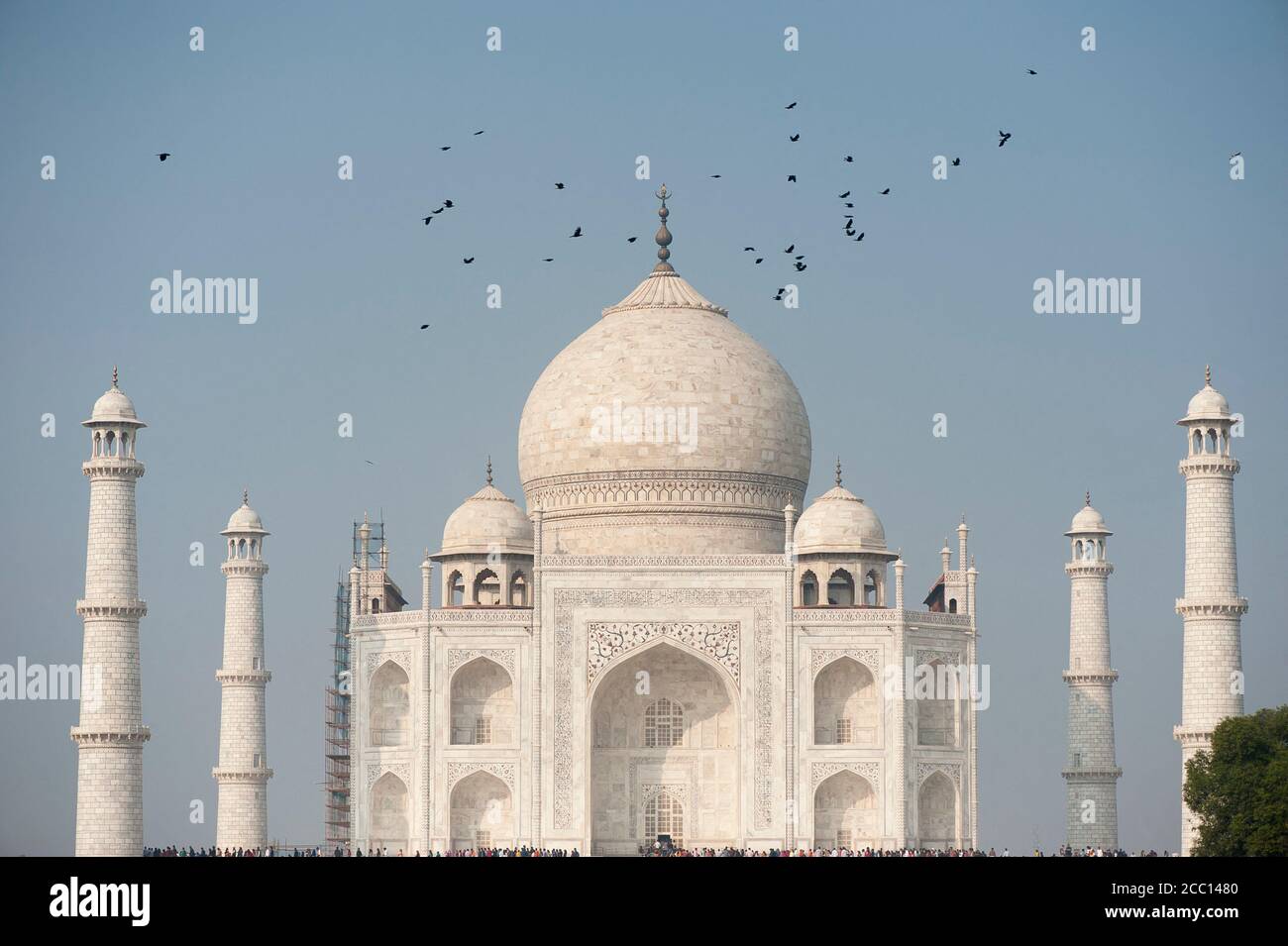 Birds over india hi-res stock photography and images - Alamy