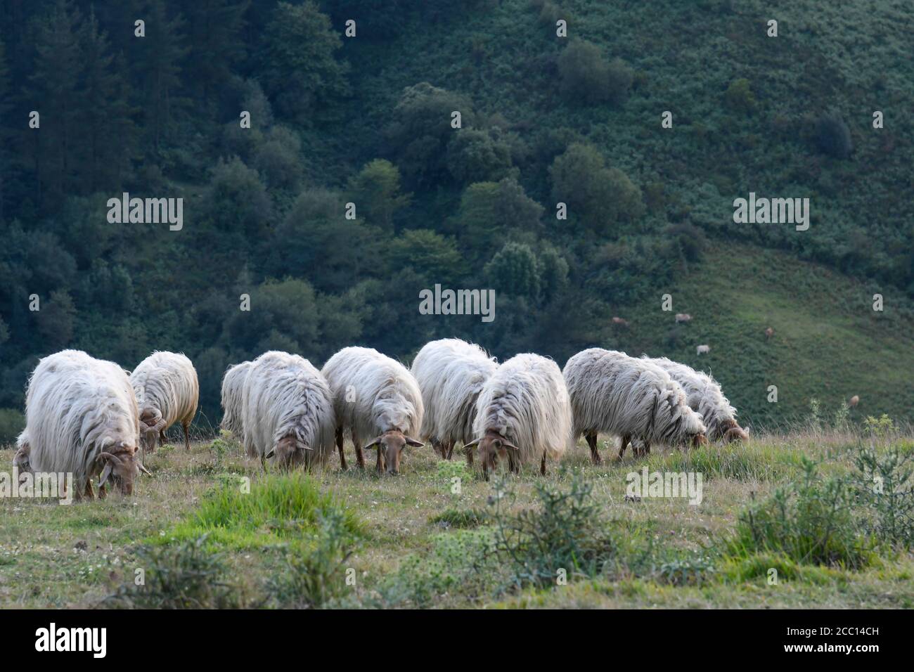 Sheep at sunset hi-res stock photography and images - Alamy
