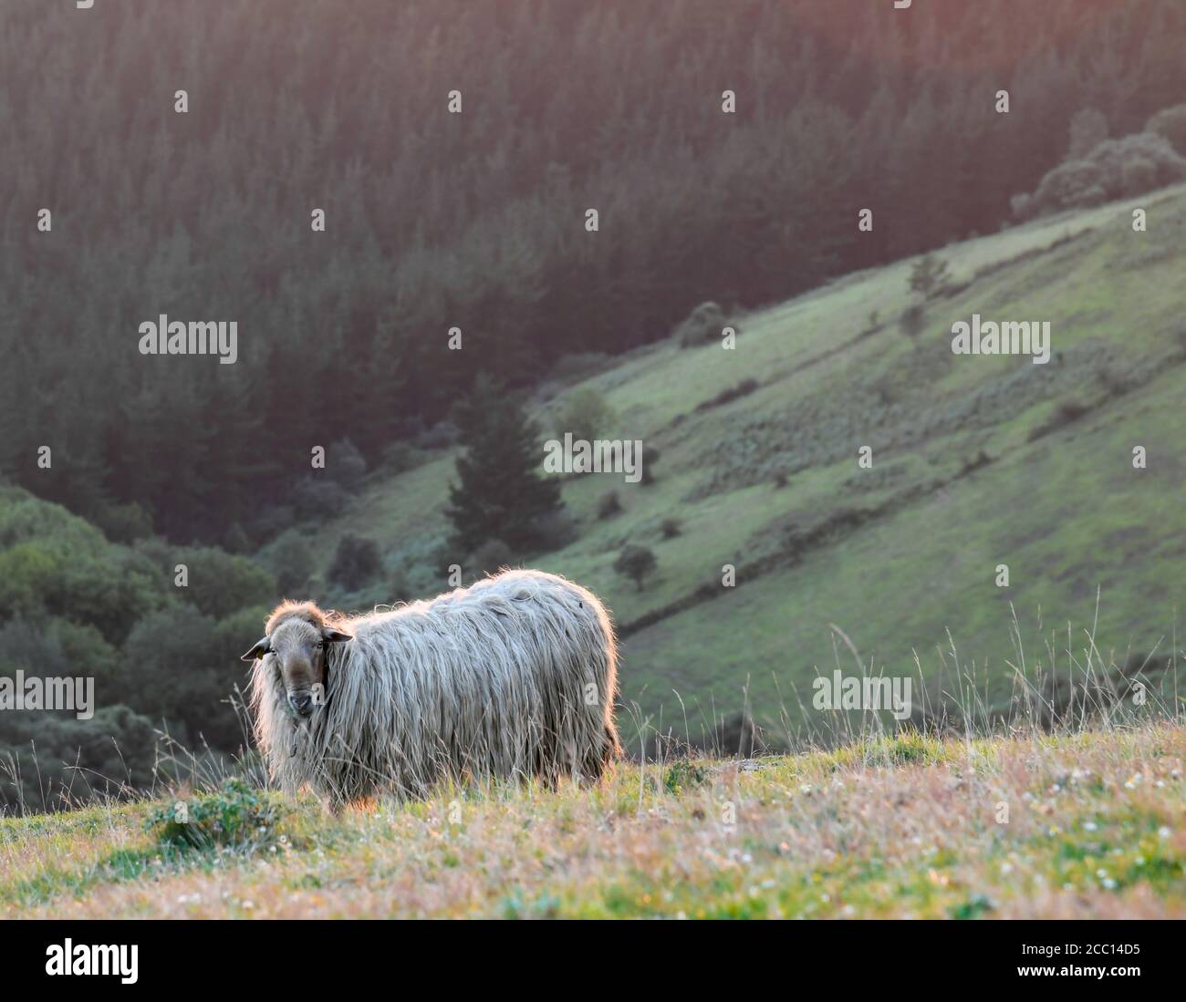 Sheep at sunset hi-res stock photography and images - Alamy