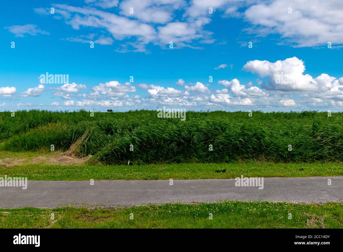 Gray path near a green field under a bright blue sky Stock Photo - Alamy