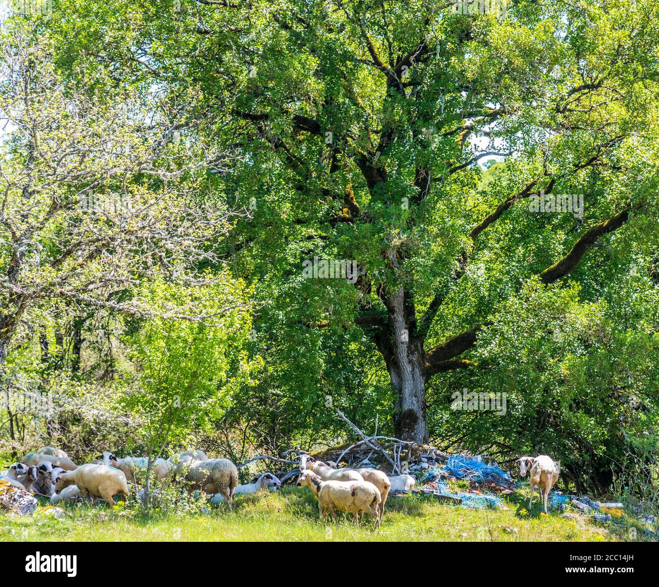 France, Lot, Causses regional Natural Park of Quercy, Natural Sensitive ...