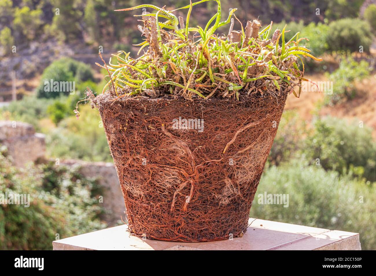 Pot Bound Plant Stock Photo - Alamy