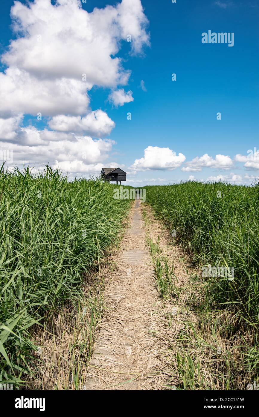 Vertical shot of brown path leading through a tall grass field to a ...
