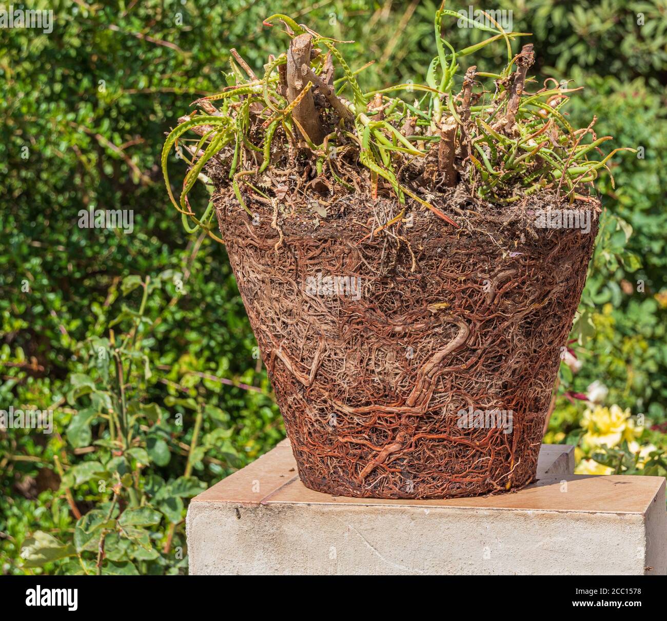 Fibrous root system hi-res stock photography and images - Alamy
