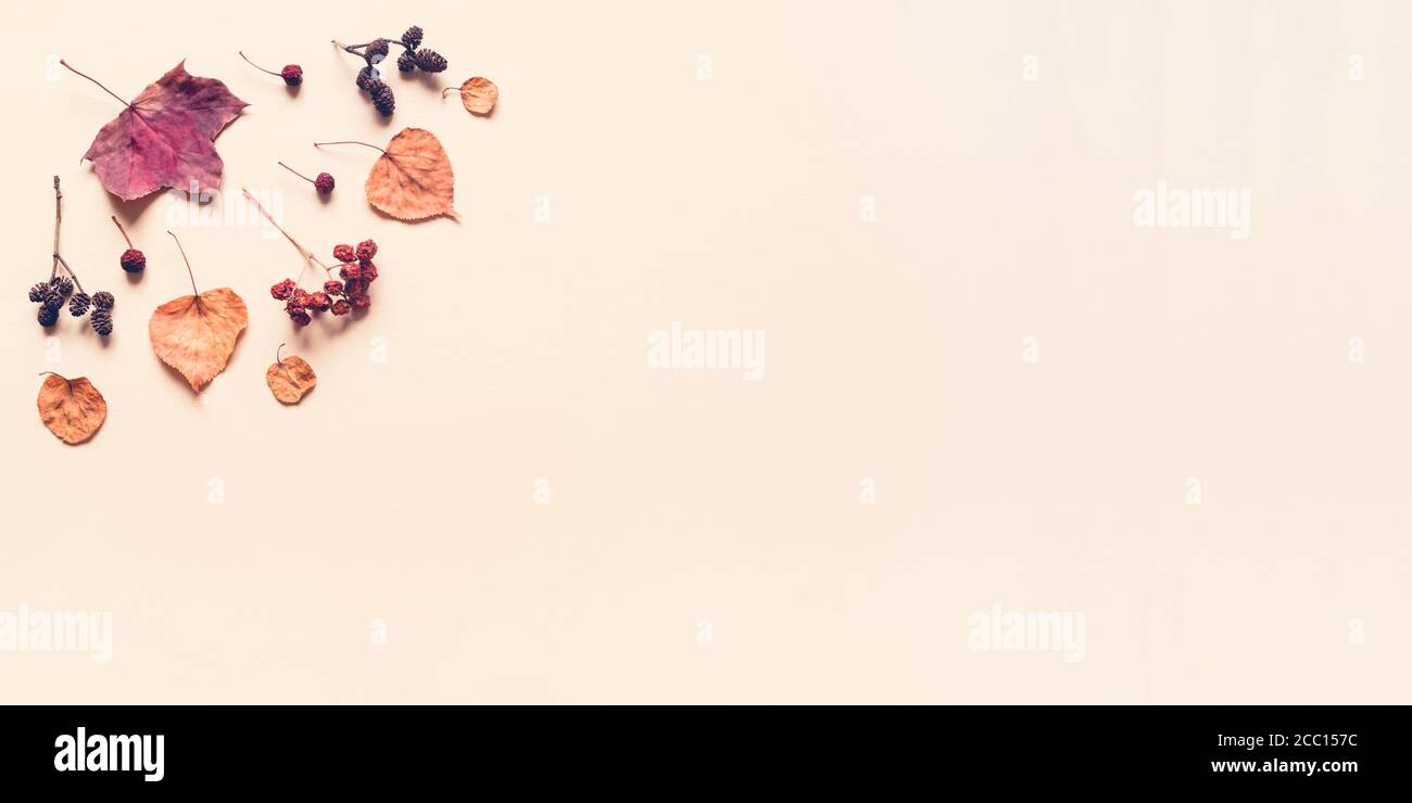 Autumn pastel background made of leaves, berries and cones Stock Photo ...