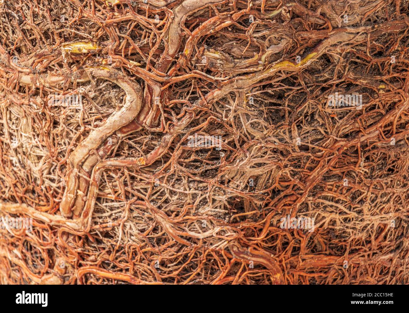 Fibrous root system hi-res stock photography and images - Alamy
