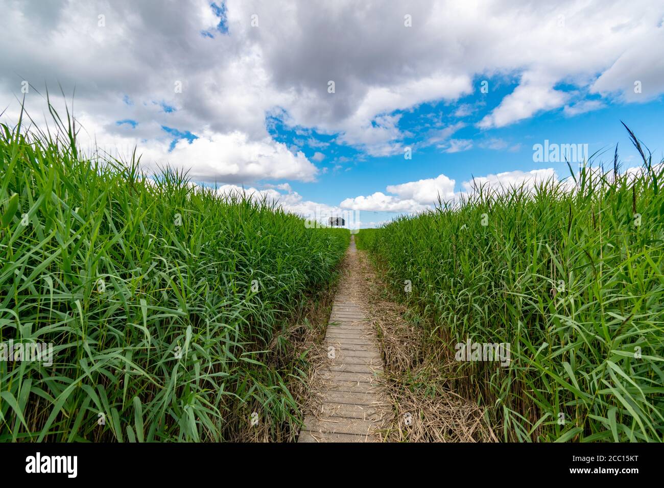 Low angle shot of a path in grassland on a sunny and cloudy day Stock ...