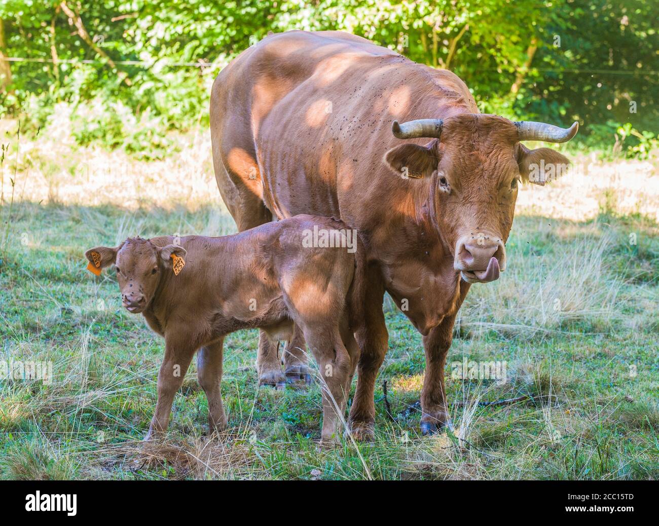 Limousine cow france hi-res stock photography and images - Alamy