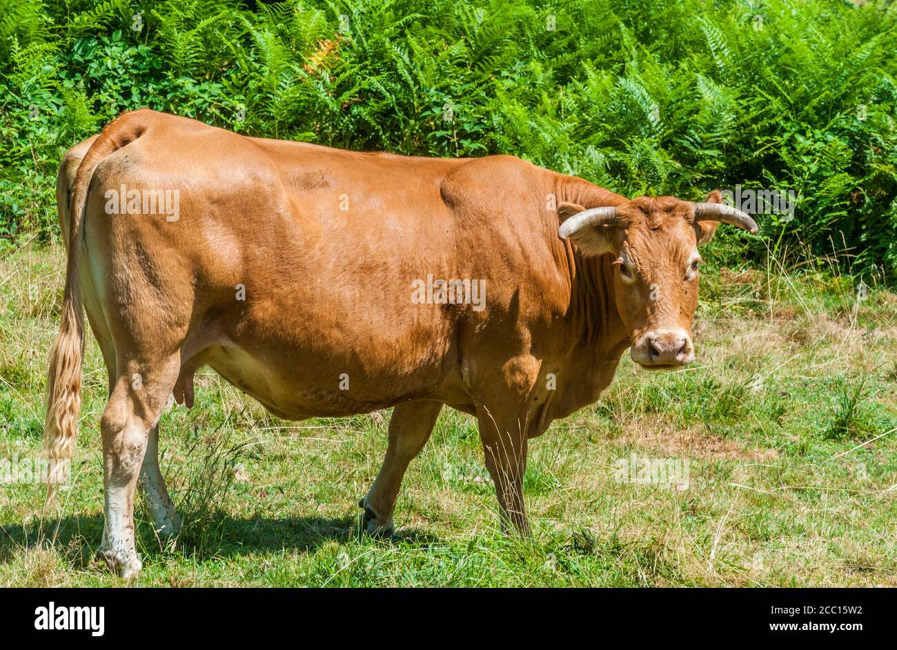 Limousine cow france hi-res stock photography and images - Alamy