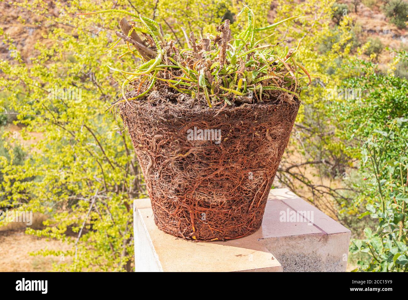 Pot Bound Plant Stock Photo - Alamy