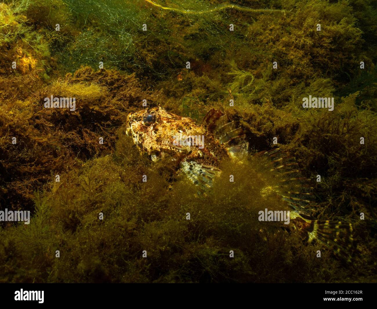 A closeup picture of a longspined bullhead, Taurulus bubalis, also ...