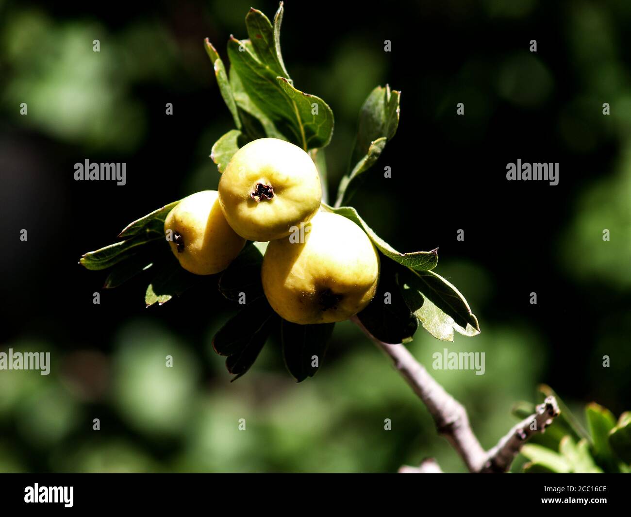 Azerole hi-res stock photography and images - Alamy