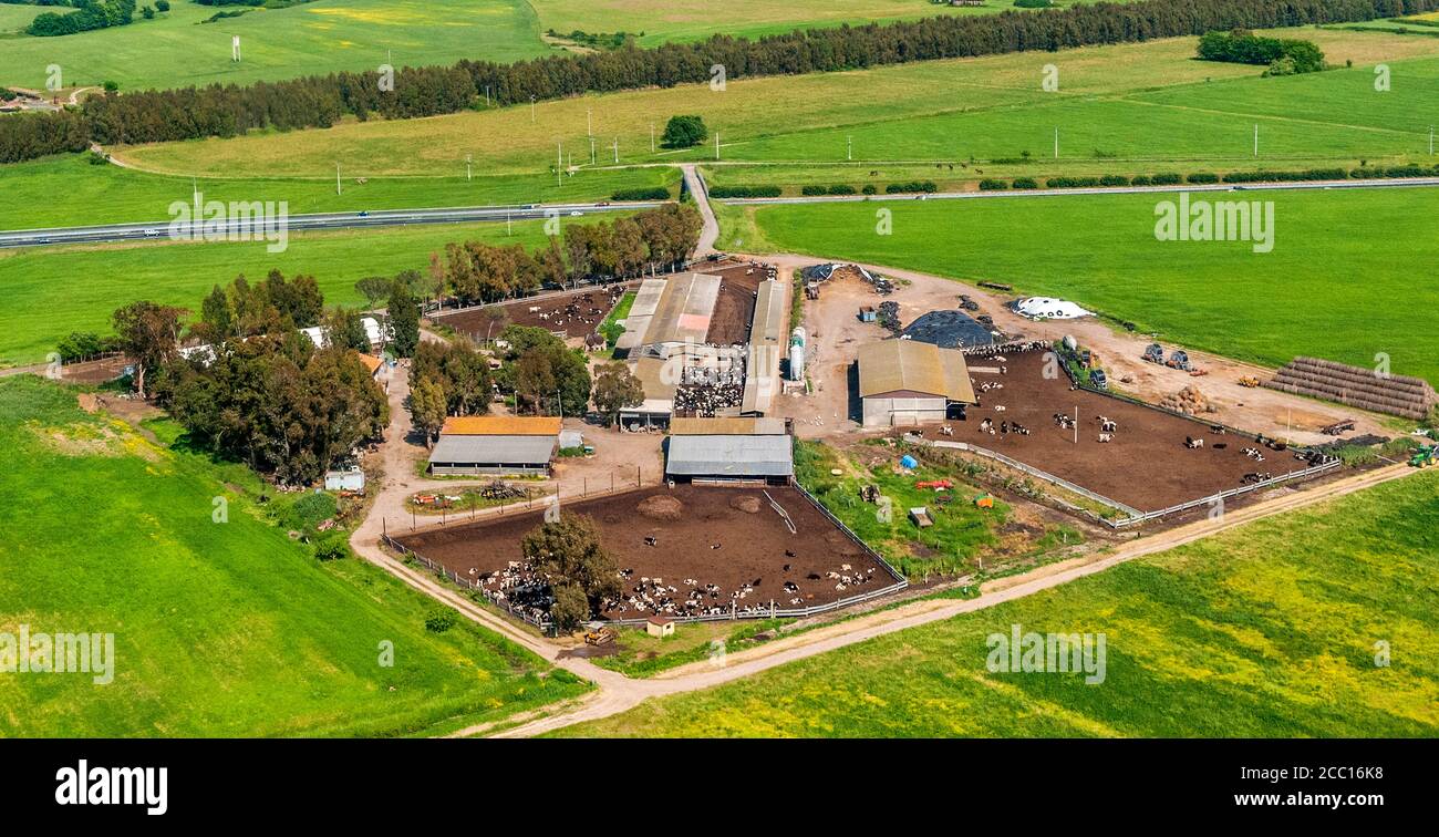 Italy, Lazio, cattle farming Stock Photo - Alamy