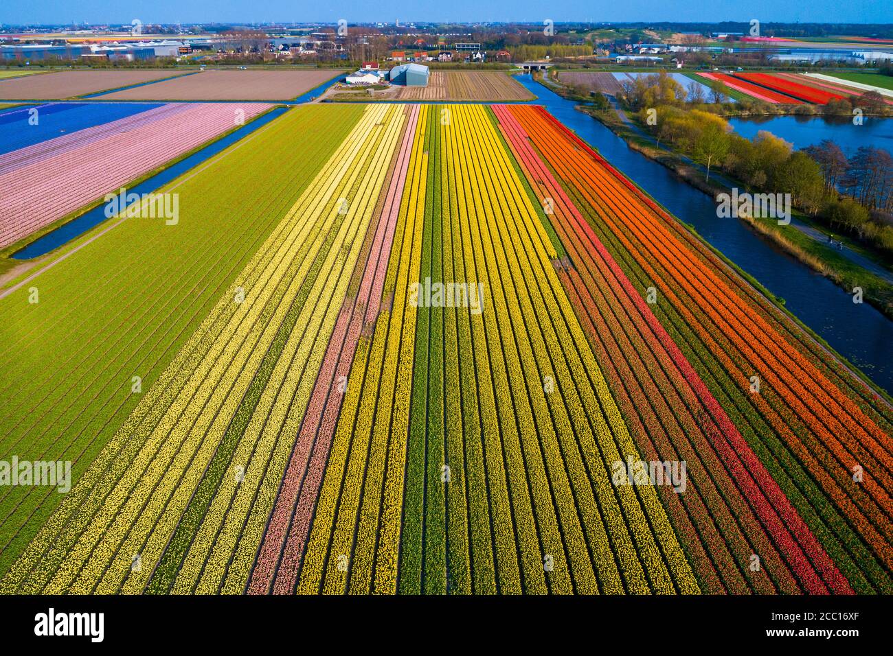 Europe, Nederlands,tulips fields Stock Photo - Alamy