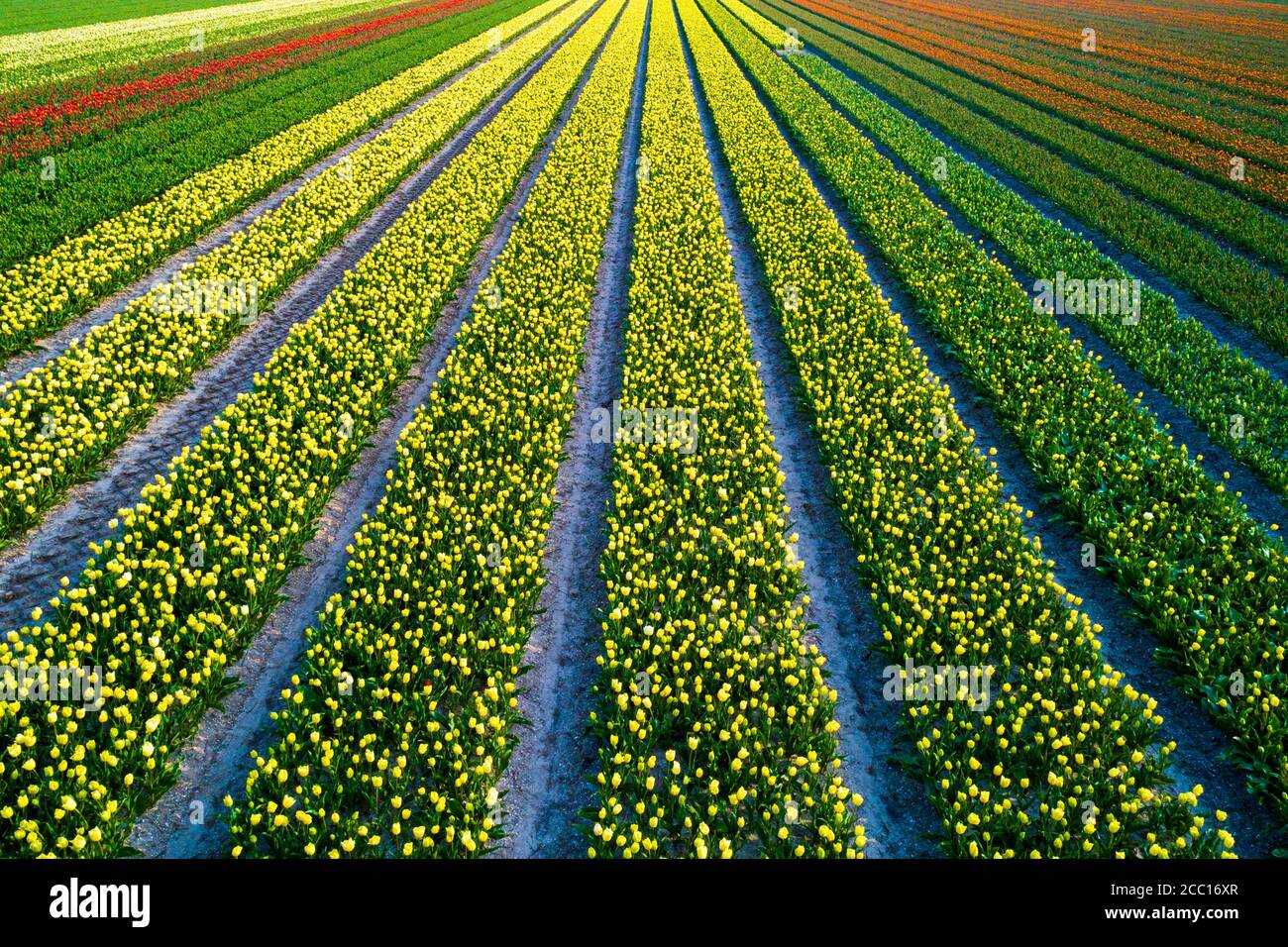Europe, Nederlands,tulips fields Stock Photo - Alamy