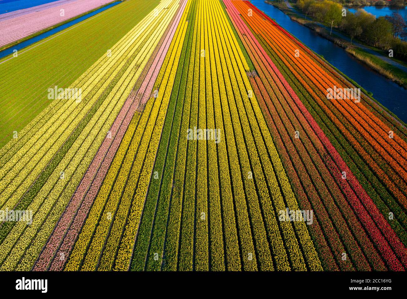 Europe, Nederlands,tulips fields Stock Photo - Alamy