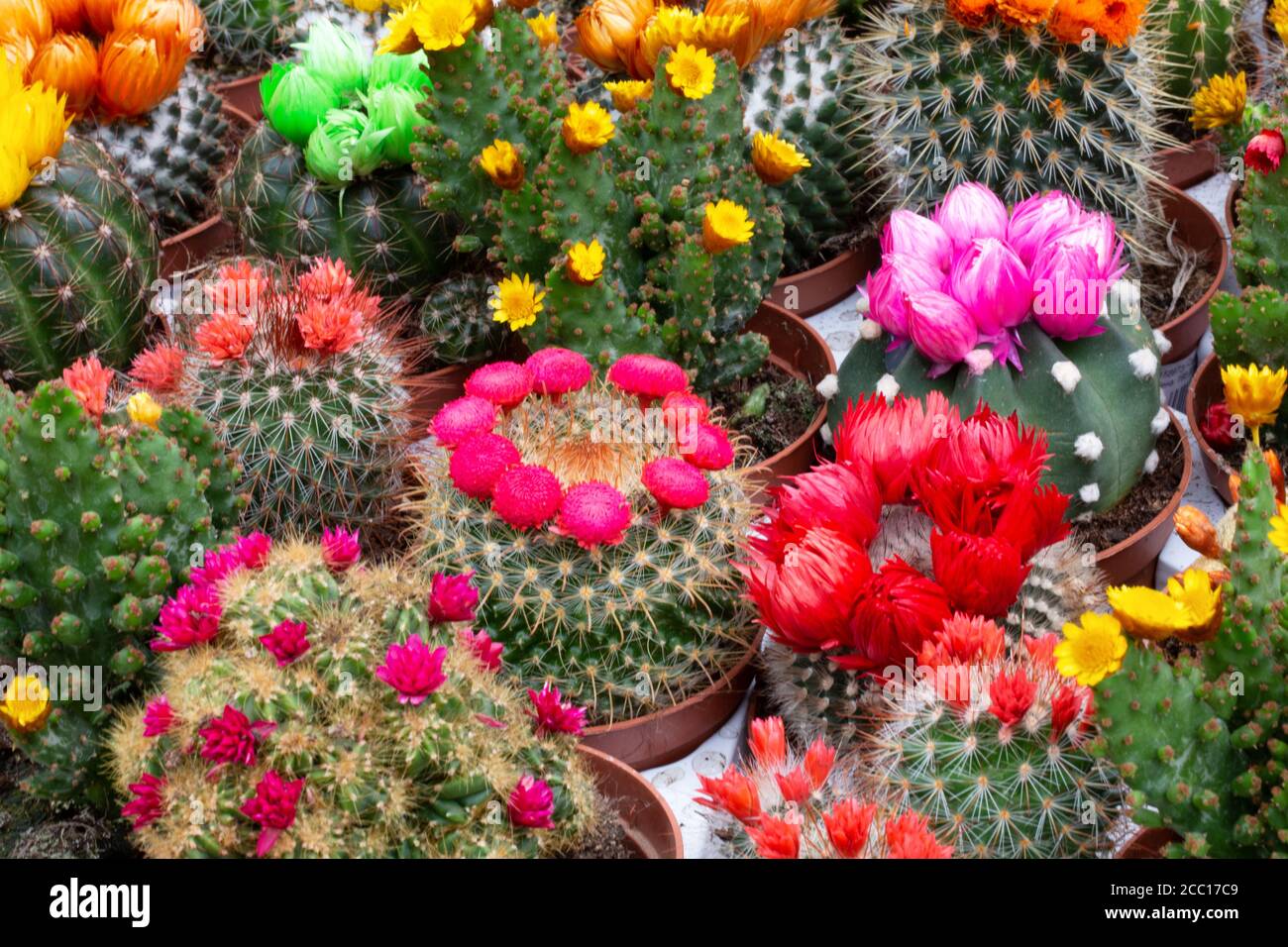 Cacti plant hi-res stock photography and images - Alamy