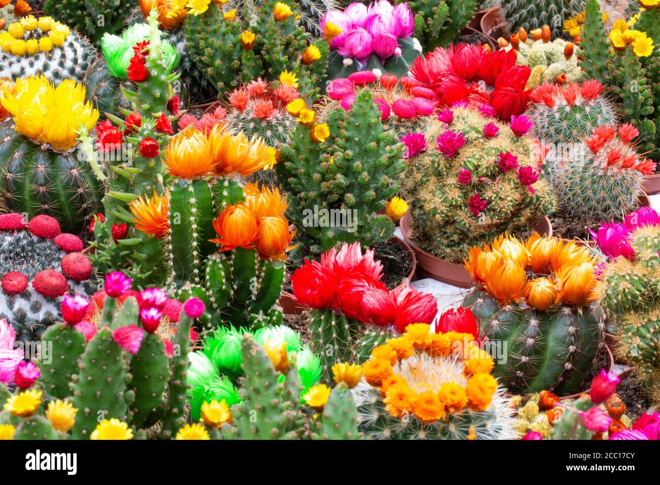 Cacti plant hi-res stock photography and images - Alamy