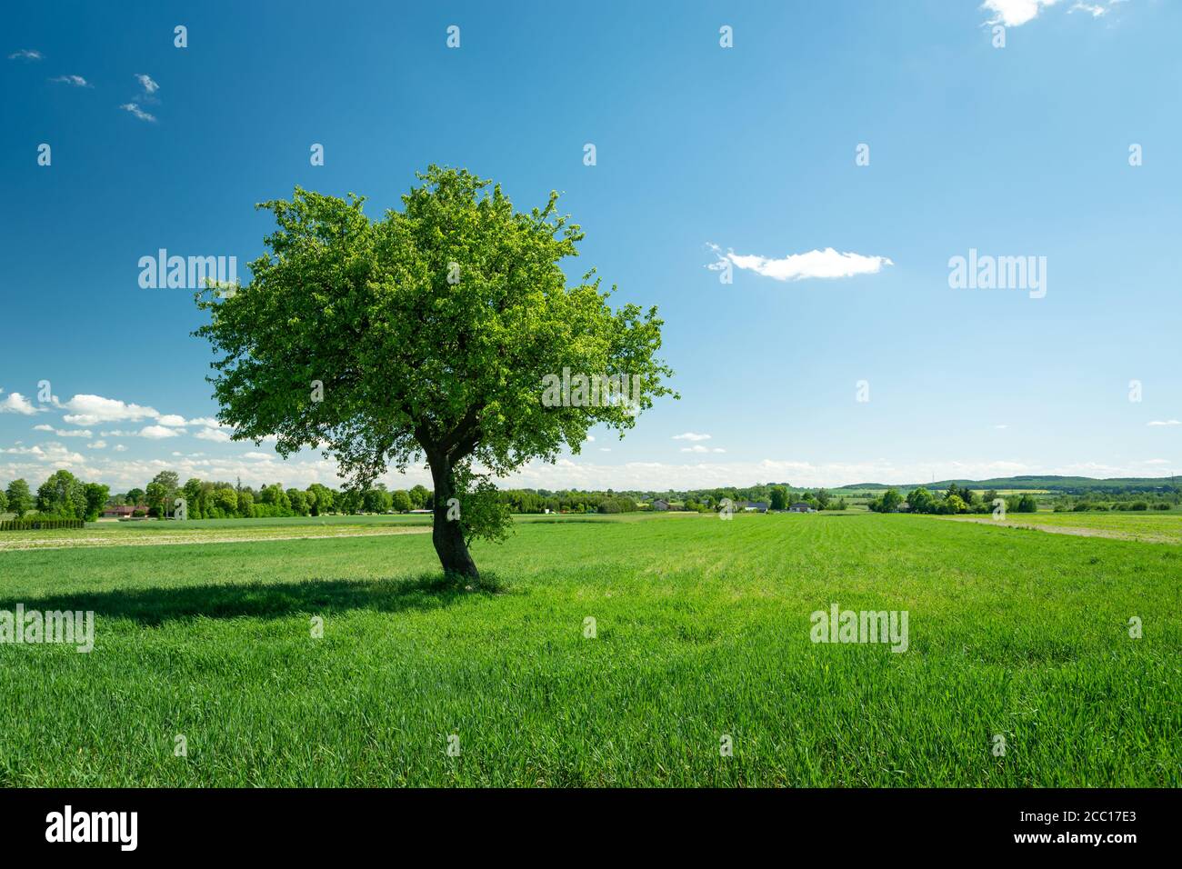 Sunny tree field summer hi-res stock photography and images - Alamy
