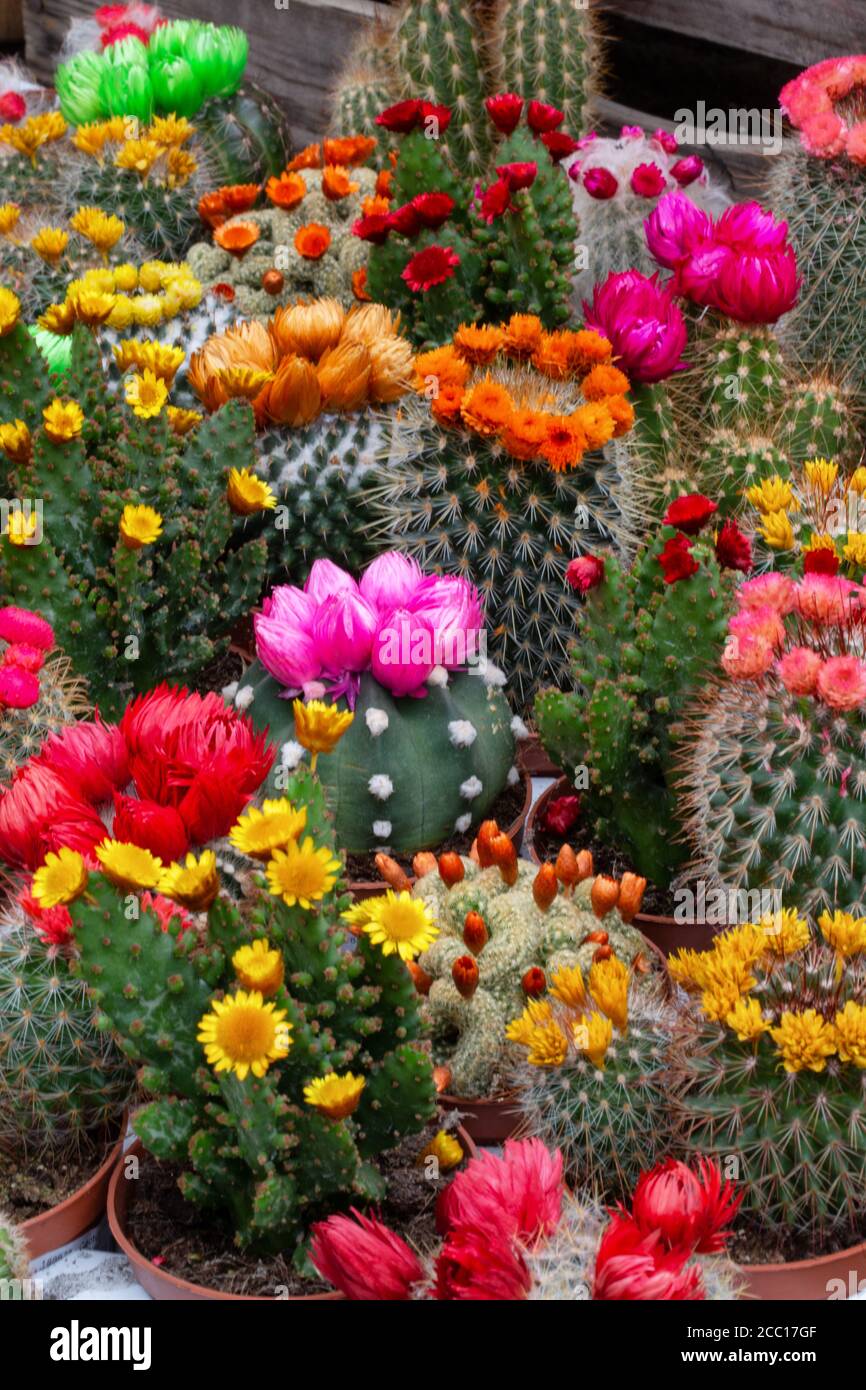Cacti plant hi-res stock photography and images - Alamy