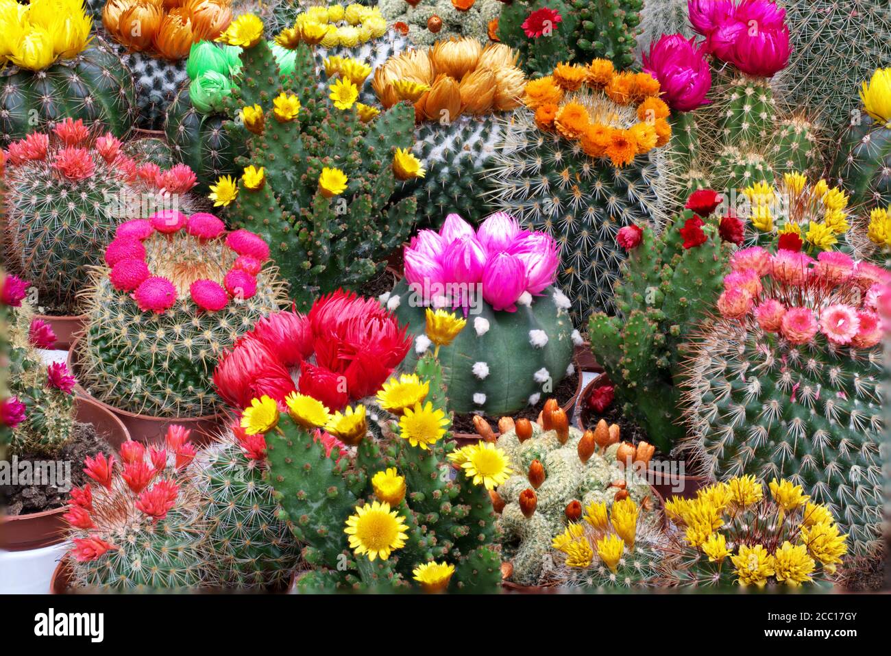 Cacti plant hi-res stock photography and images - Alamy