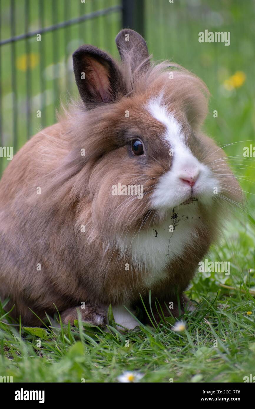 Vertical shot of a cute little bunny Stock Photo - Alamy