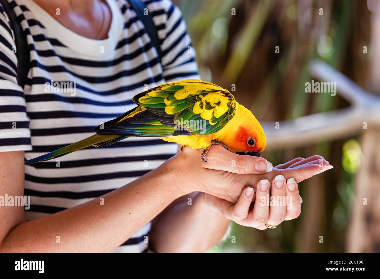 View of a Sun Conure parakeet eating in a young woman's hand, Ariege ...